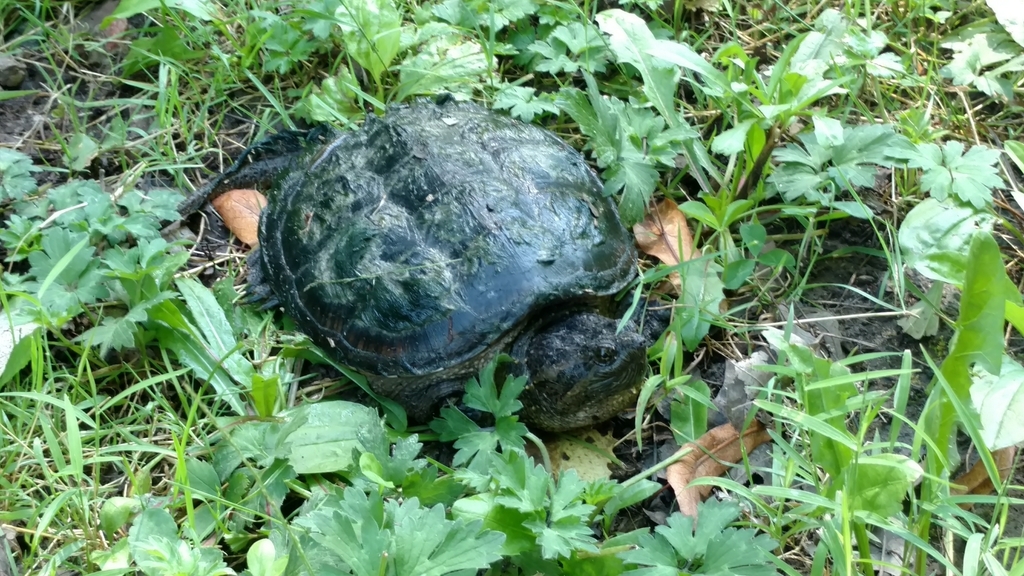 Common Snapping Turtle from 630 W Lincoln Rd, Alma, MI 48801, USA on ...