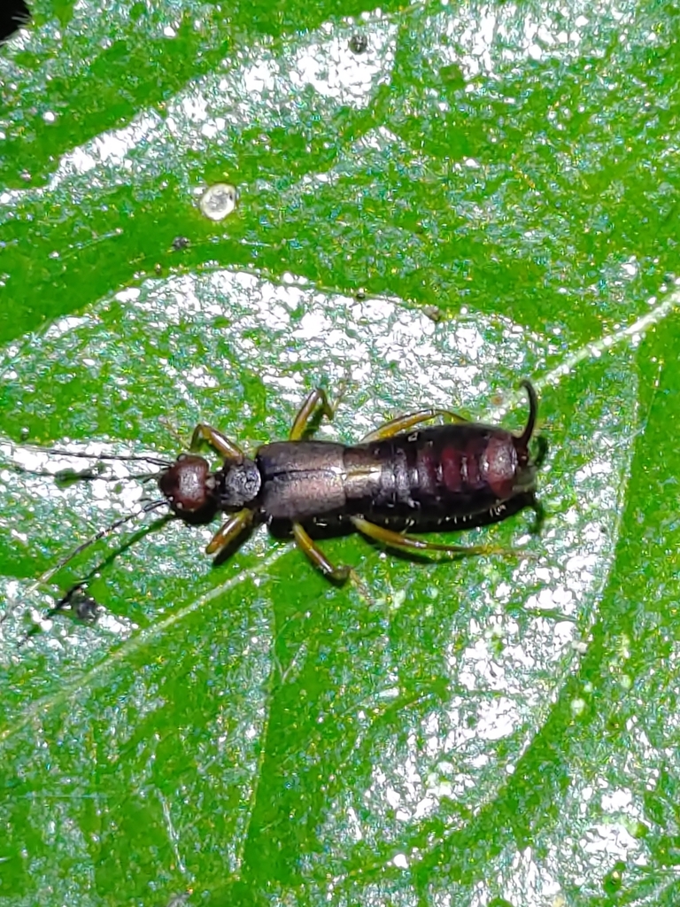 Common Earwigs from 557台灣南投縣竹山鎮秀林里 on November 16, 2022 at 07:08 PM by ...