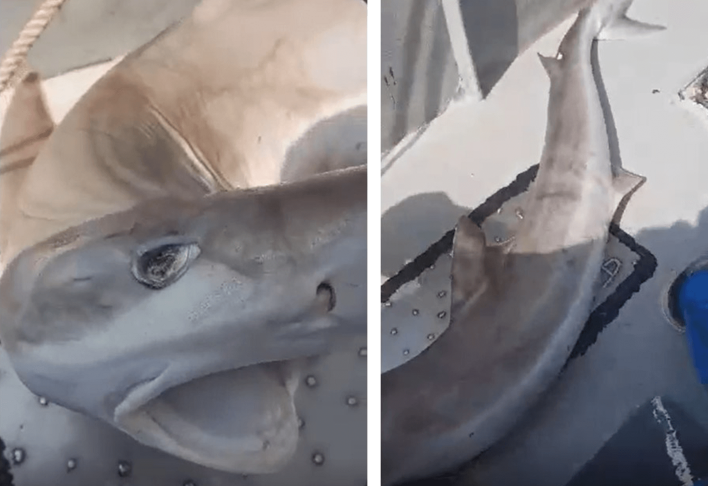 School Shark in March 2020 by AILERONS. Photo d'un pêcheur ...