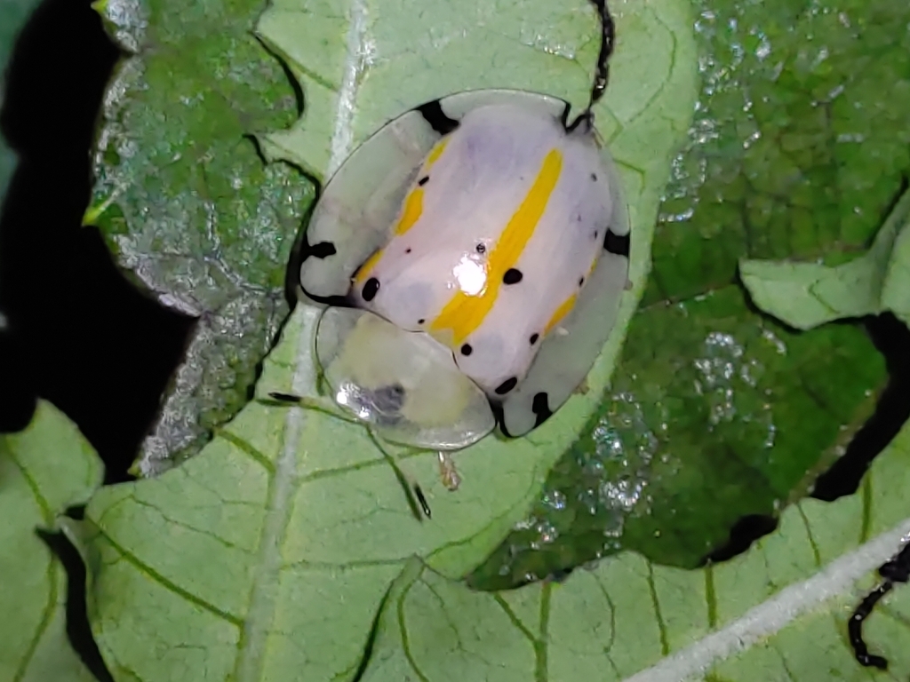 Asian Spotted Tortoise Beetle from Nantou, TW-TA, TW on November 16 ...