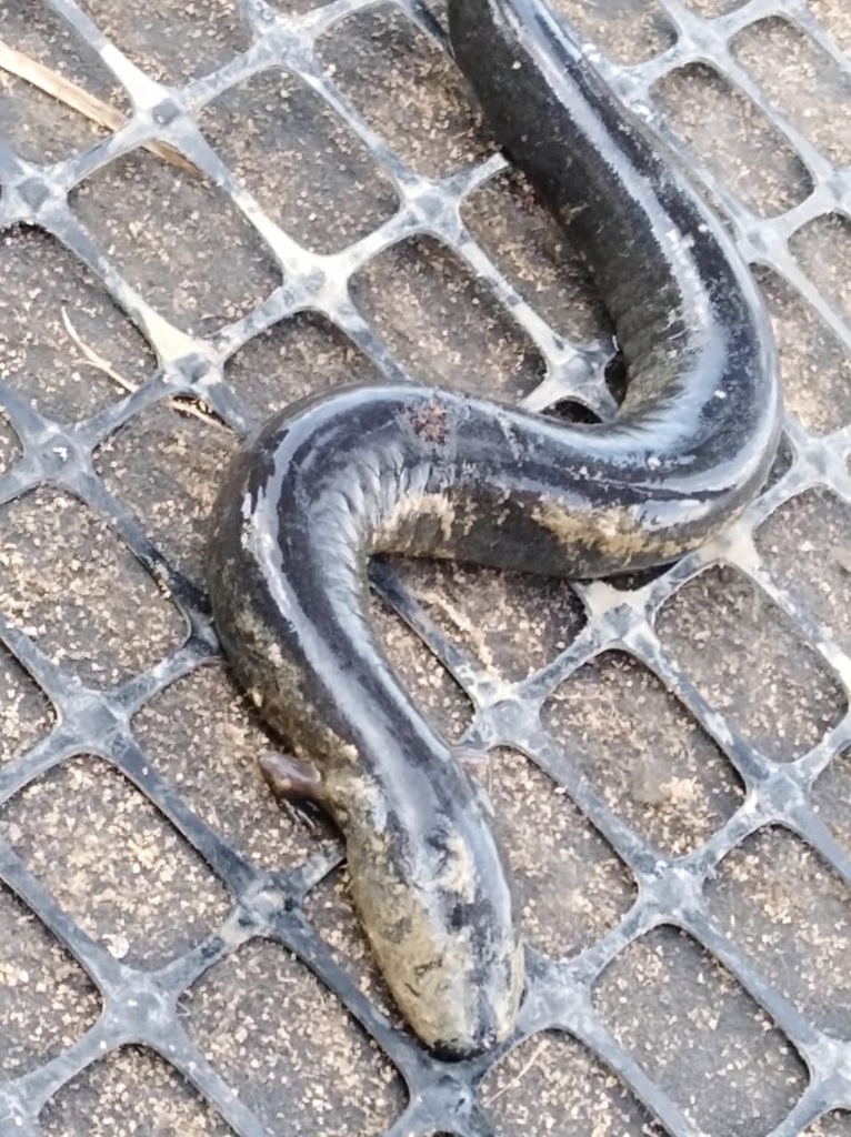 Western Lesser Siren from Tuxpan, Tuxpan, VER, MX on September 05, 2018 ...
