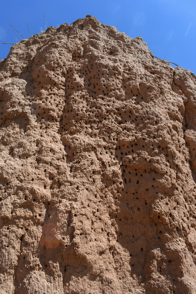 Bees in March 2022 by Joshua Klostermann. Inactive nesting aggregation ...