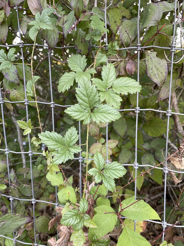 southern dewberry from Bicentennial Park, San Marcos, TX, US on ...