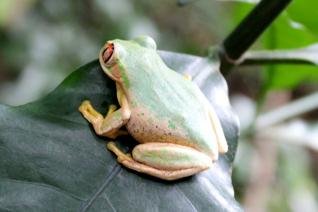 Natal Forest Tree Frog from Mountain Ridge, New Germany, 3610, South ...