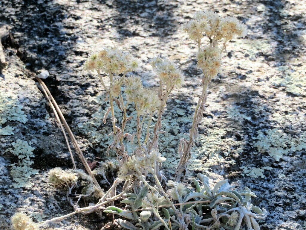Fragrant Everlasting from Riverside County, CA, USA on November 15 ...