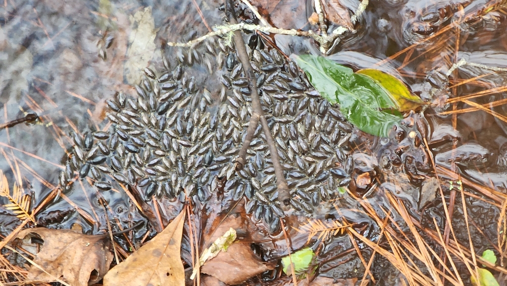 Gyrininae from High Springs, FL 32643, USA on November 16, 2022 at 12: ...