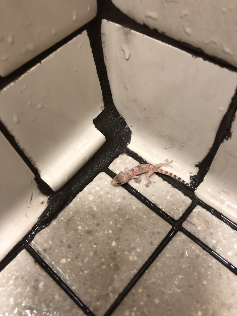 Mediterranean House Gecko from Samford University, Homewood, AL, US on ...