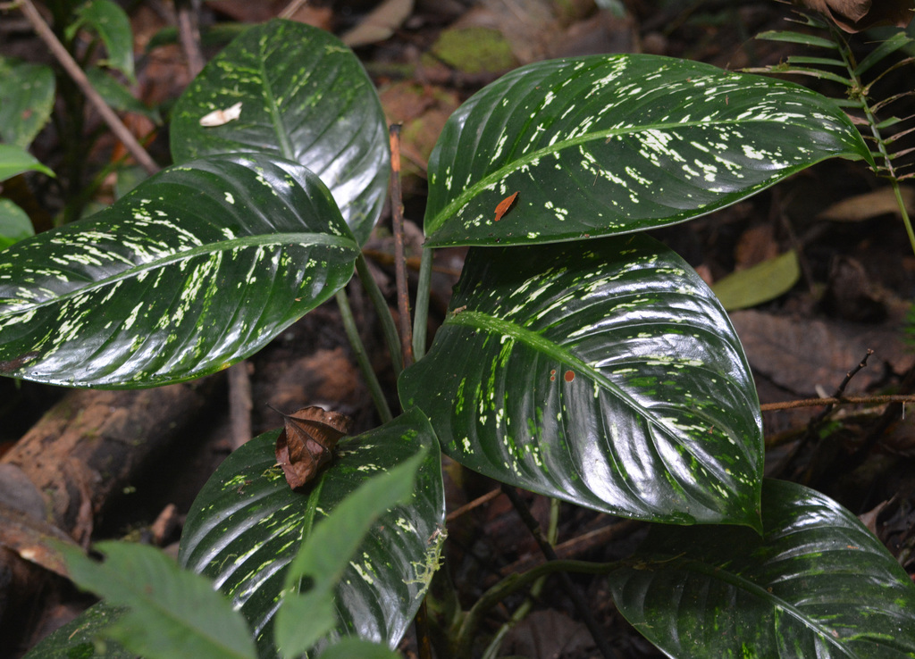 dumb canes from Esquinas Rain Forest Lodge on August 4, 2015 by Henry ...