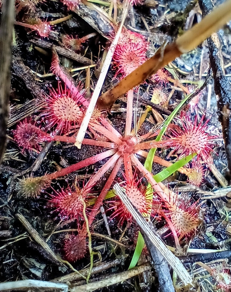 Pink Sundew from Pinellas County, US-FL, US on November 16, 2022 at 01: ...
