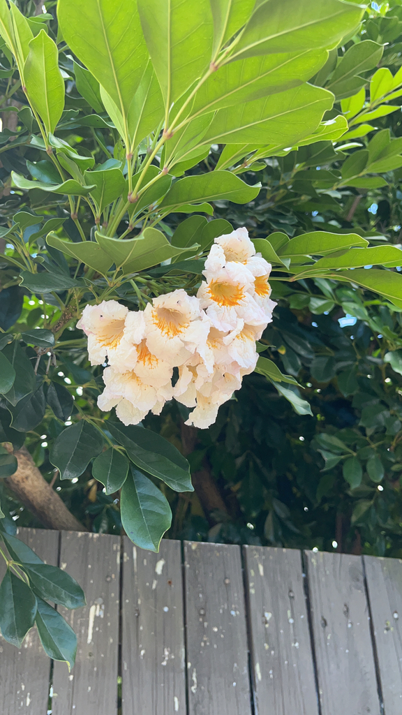 Emerald Tree from Highgate Hill on November 17, 2022 at 01:39 PM by ...