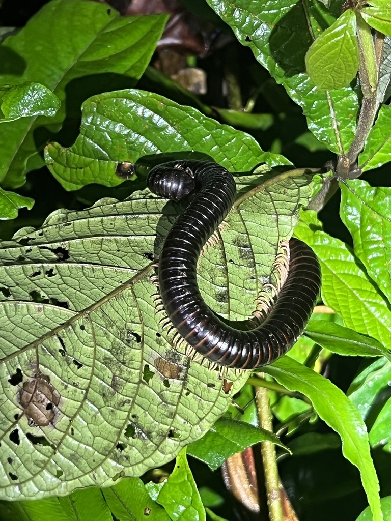 Round-backed Millipedes from Crystal Mountains National Park, Estuaire ...