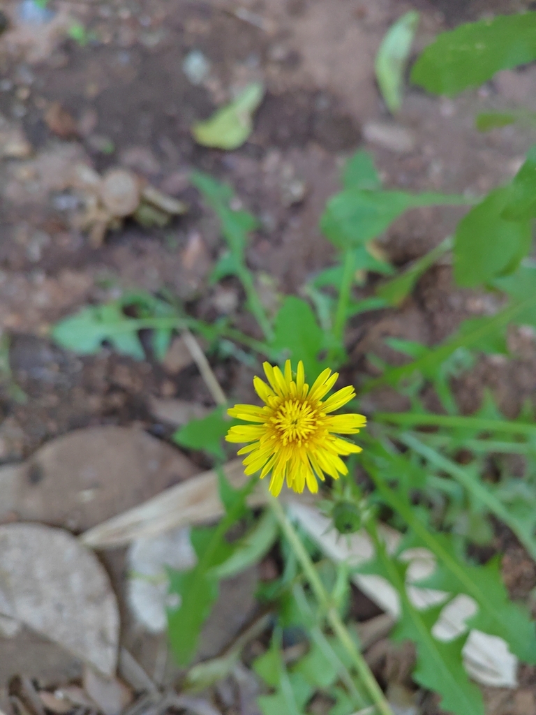 dandelions, hawksbeards, and rattlesnake roots from Elandspoort 357-Jr ...