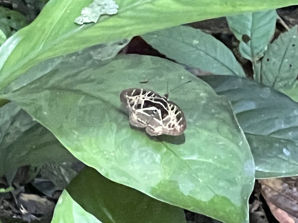 Common Pathfinder from Crystal Mountains National Park, Estuaire, GA on ...