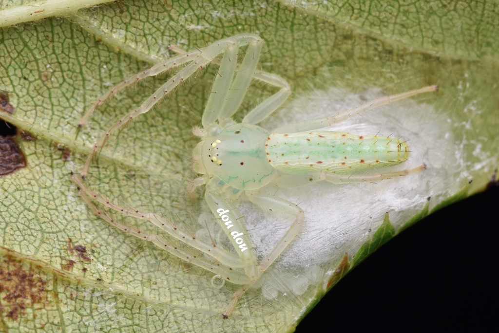 Oxytate parallela from 中国江苏省南京市栖霞区南京大学仙林校区 on July 10, 2021 at 03:44 PM ...