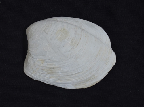 Genus Conchocele · iNaturalist