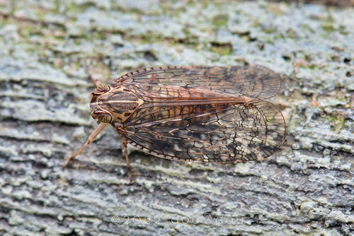 Pisacha baculiformis · iNaturalist