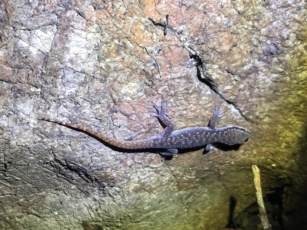 Orange-tailed Leaf-toed Gecko from Tha Sao, Sai Yok, Kanchanaburi, TH ...