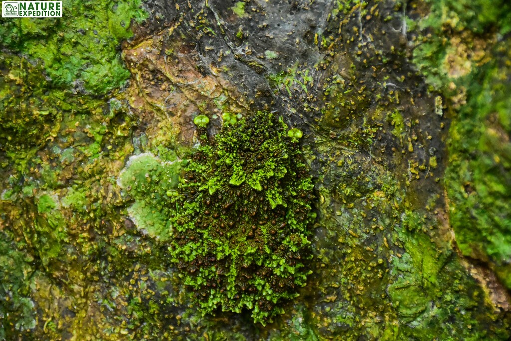 Vietnamese Mossy Frog in October 2022 by Nature Expedition · iNaturalist