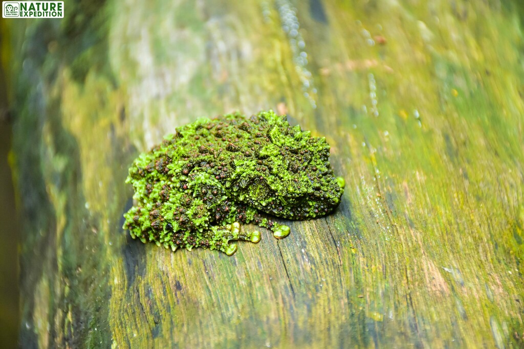 Vietnamese Mossy Frog in October 2022 by Nature Expedition · iNaturalist