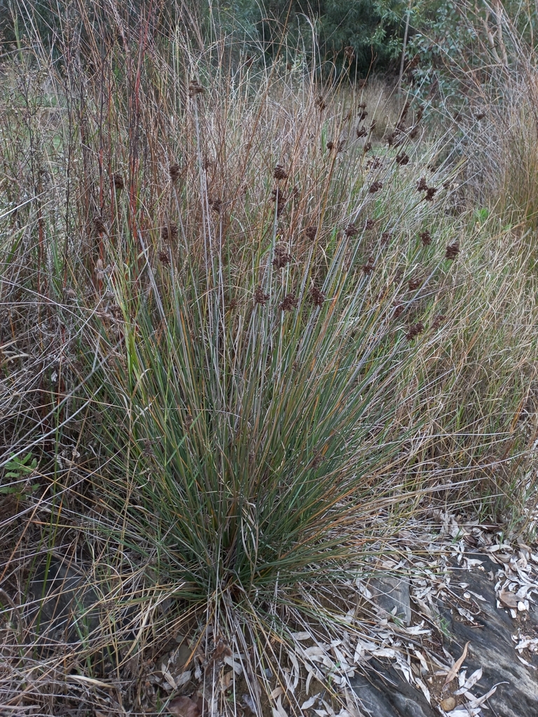 spiny rush from São João dos Caldeireiros, 7750, Portugal on November ...