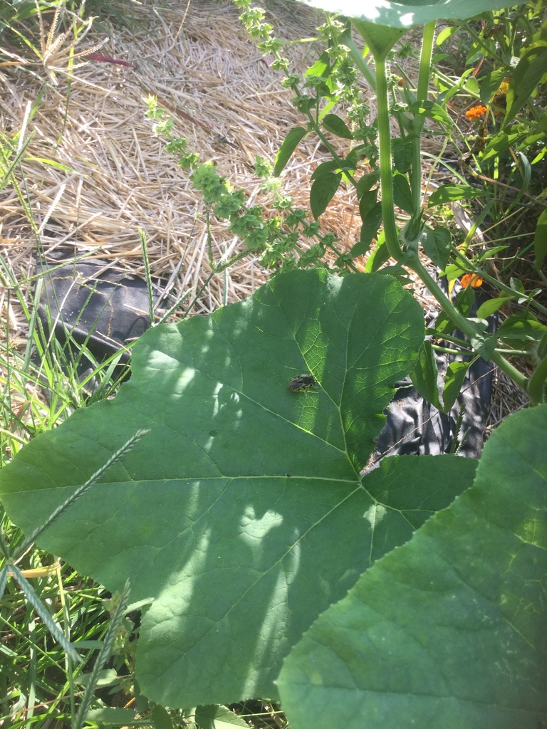 European Woolcarder Bee from 205 N 11th St, Terre Haute, IN, US on ...