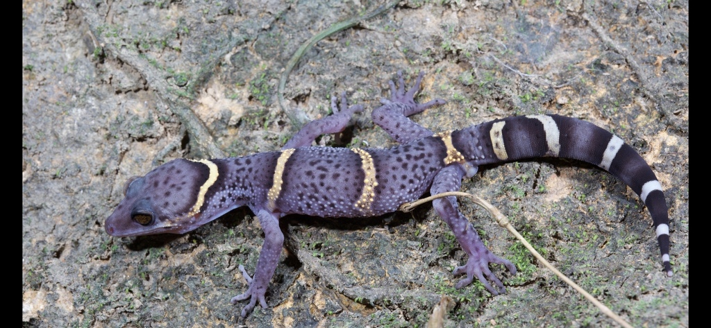 Chinese Cave Gecko in November 2022 by Yuehua Pu · iNaturalist