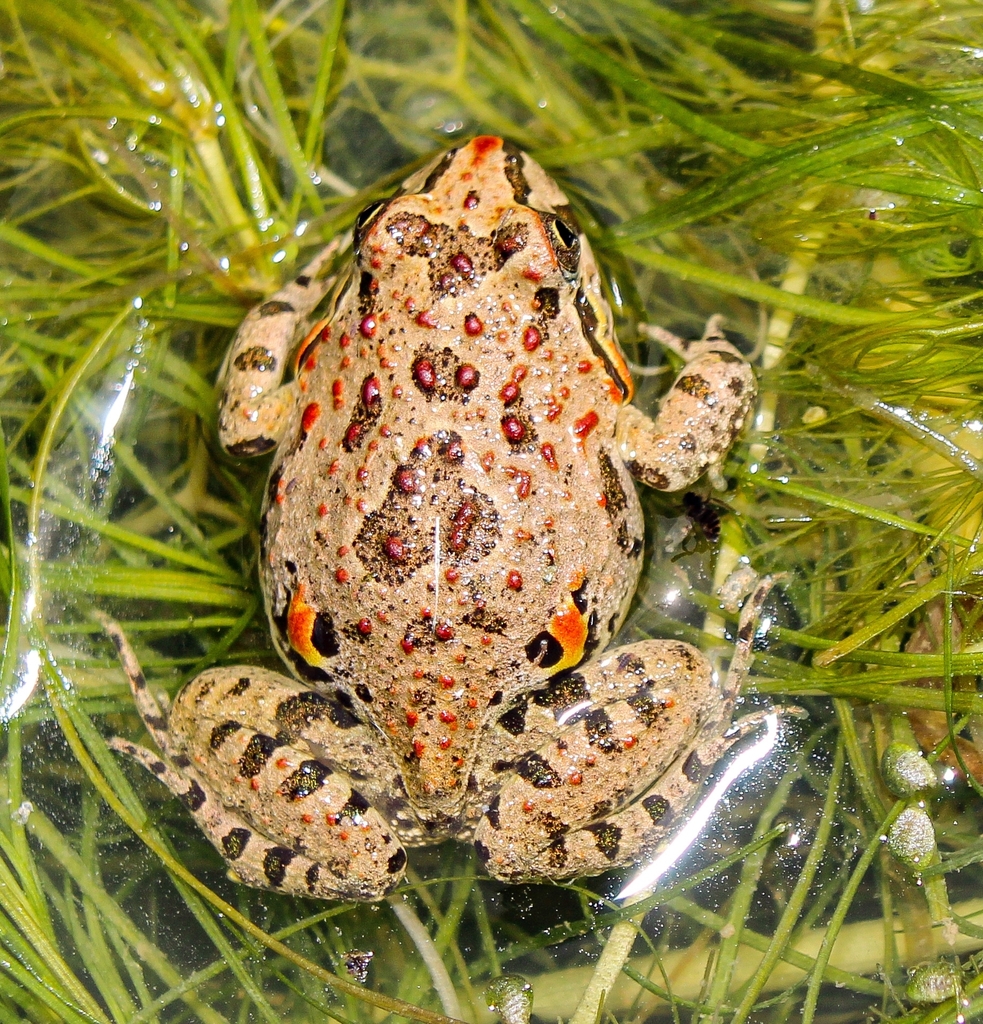 Chilean Four-eyed Frog from Quilpué, Valparaíso, Chile on November 13 ...