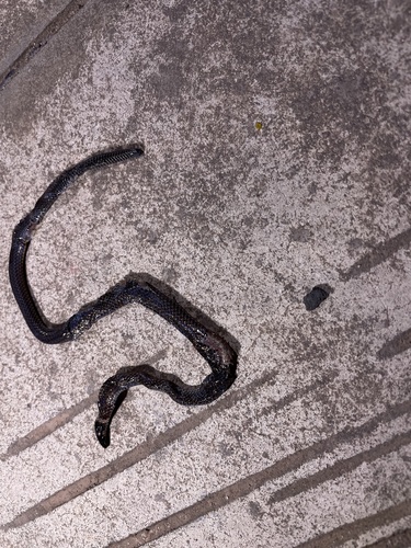 Yunnan Reed Snake (Calamaria yunnanensis) · iNaturalist