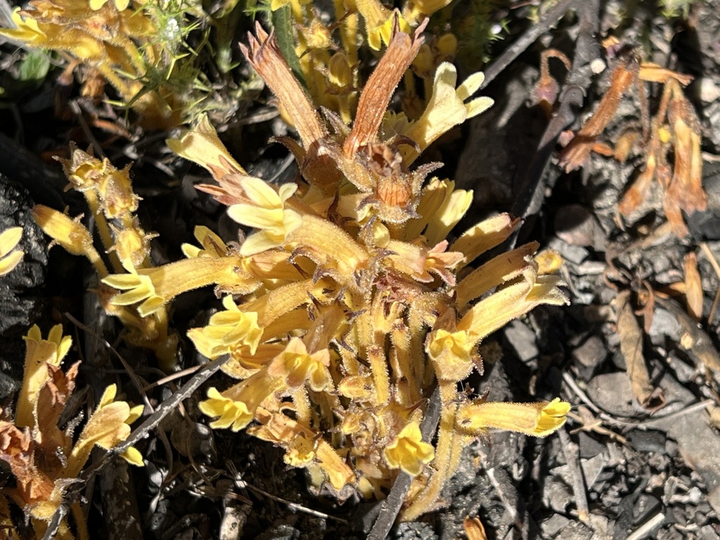 yellow clustered broomrape from Santa Cruz County, CA, USA on May 25 ...