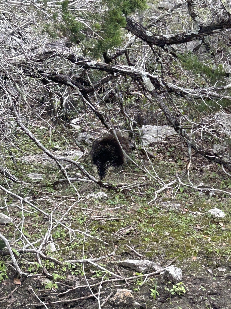 North American Porcupine from Guadalupe River State Park, Spring Branch ...