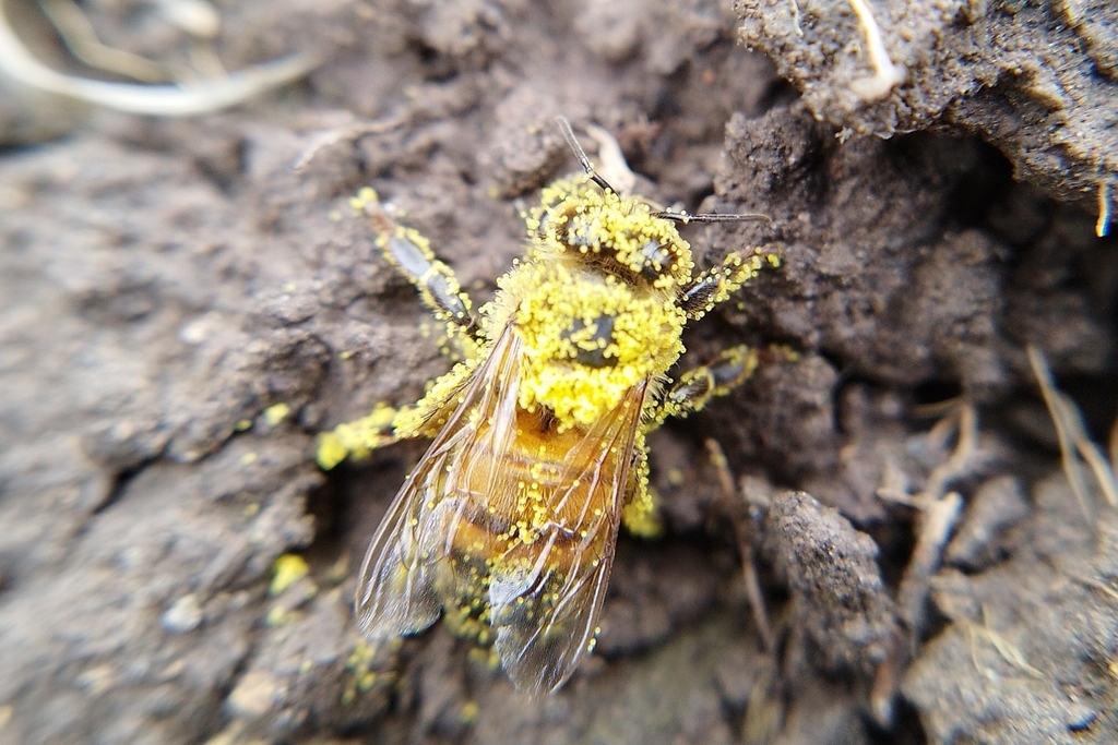 Western Honey Bee from Garcia Moreno (Chumaqui), Ecuador on November 11 ...