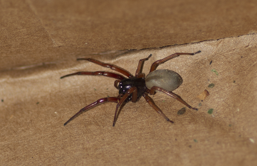 Broad-Faced Sac Spider from Greenville, OH 45331, USA on November 17 ...