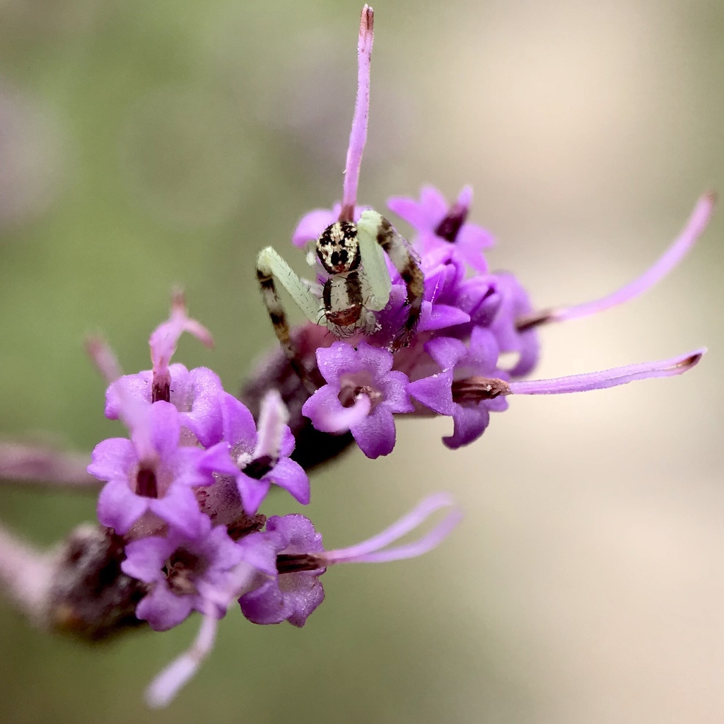 Mecaphesa from 39402, Hattiesburg, MS, US on September 5, 2018 at 02:18 ...