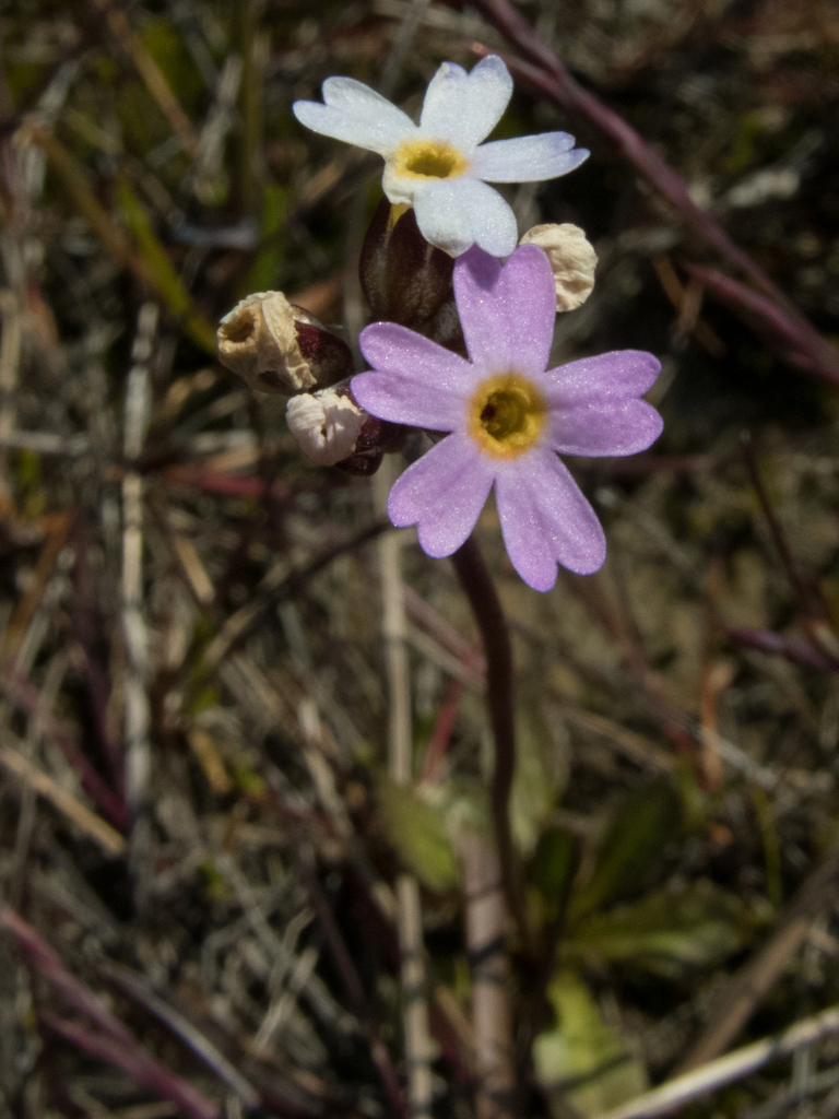 Mistassini Primrose from Rte de la Baie James, Eeyou Istchee, QC J0M ...
