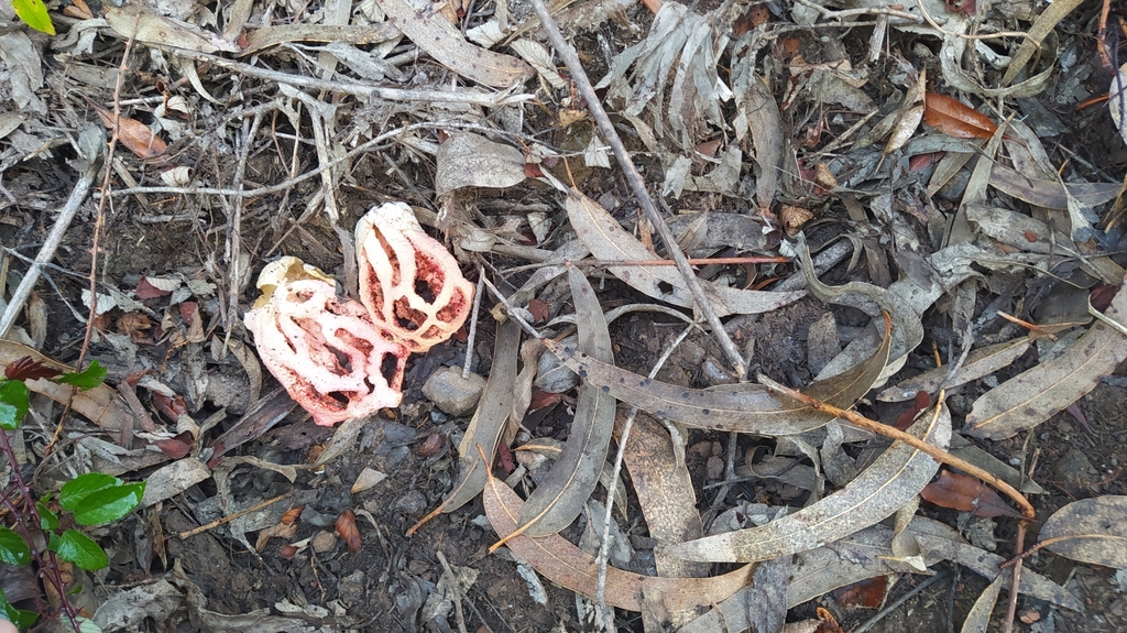 red-cage fungus from 38290, Santa Cruz de Tenerife, España on July 17 ...