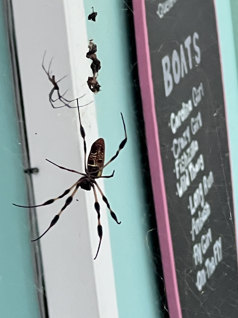 Golden Silk Spider from Bus US-17, Murrells Inlet, SC, US on July 27 ...