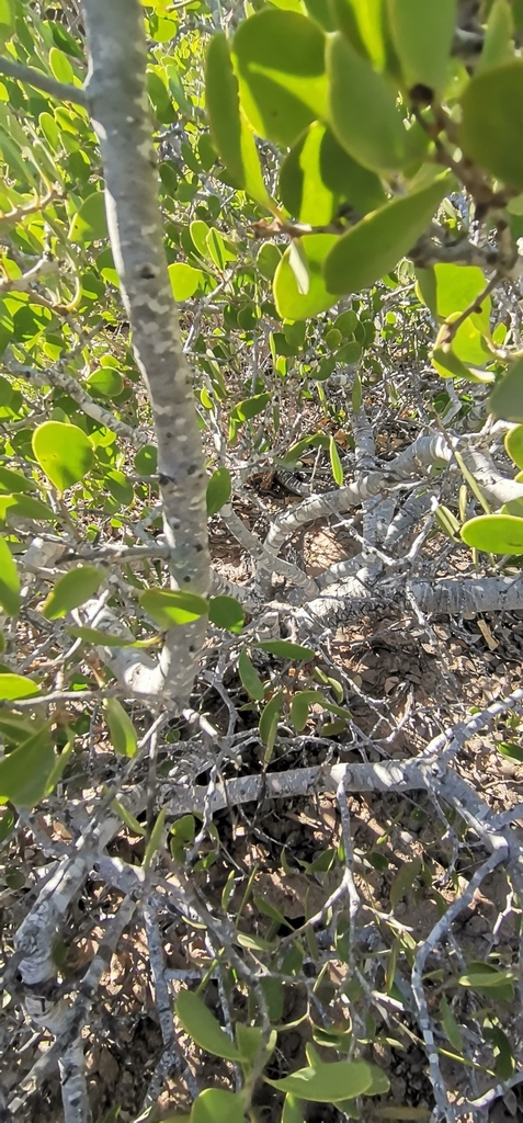 jojoba from 83342 Hermosillo, Sonora, México on November 17, 2022 at 03 ...