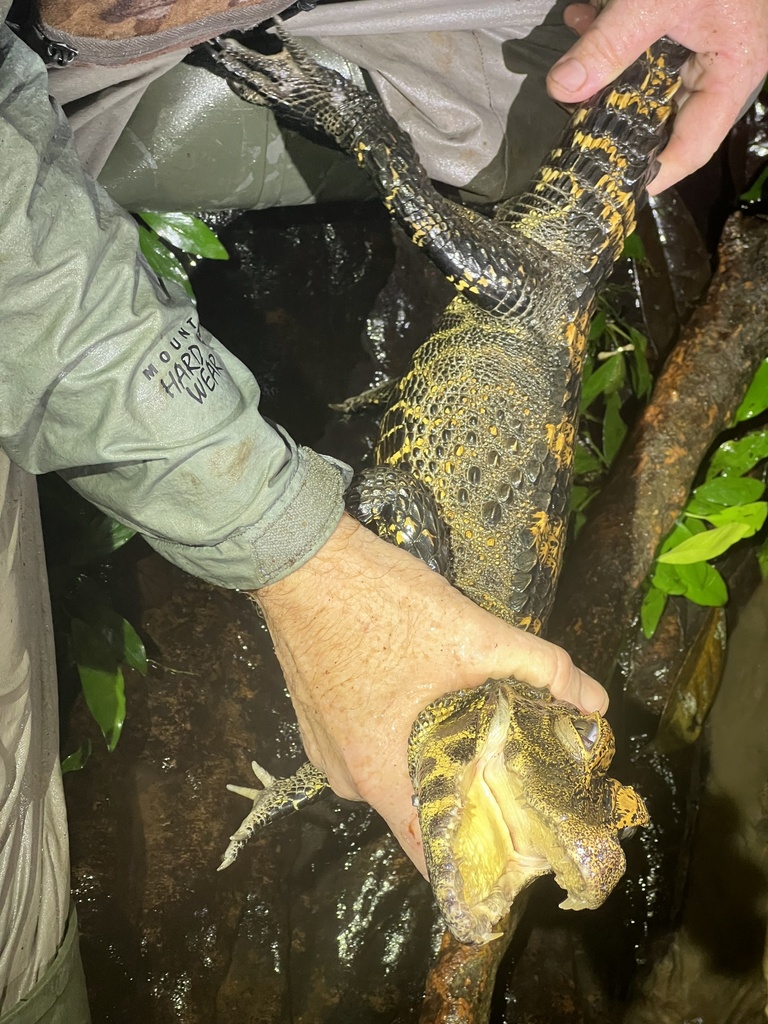 Dwarf Crocodile in October 2022 by Mike Rochford · iNaturalist