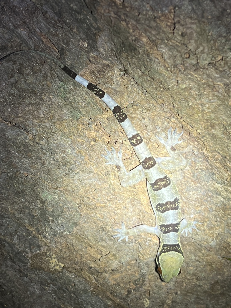 Nkoelon Half-toed Gecko from Crystal Mountains National Park, Estuaire ...