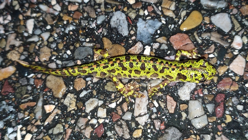 Pygmy Marbled Newt in November 2022 by Paulo Alves · iNaturalist