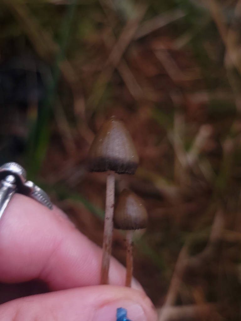 Psilocybe pelliculosa in November 2022 by Christina Underwood. Not sure ...