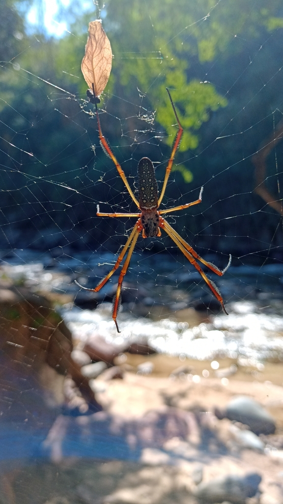 Golden Silk Spider from 48287 Jal., México on November 12, 2022 at 11: ...