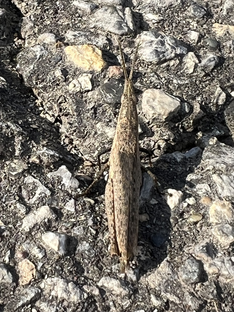 Atractomorpha lata from 柏下, 柏市, 千葉県, JP on November 18, 2022 at 12:58 ...