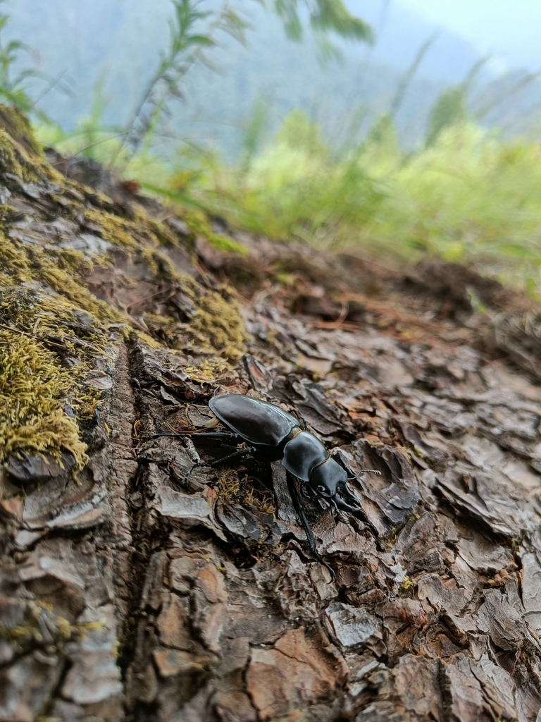Neolucanus baladeva from Dibang Valley on September 02, 2022 at 01:19 ...