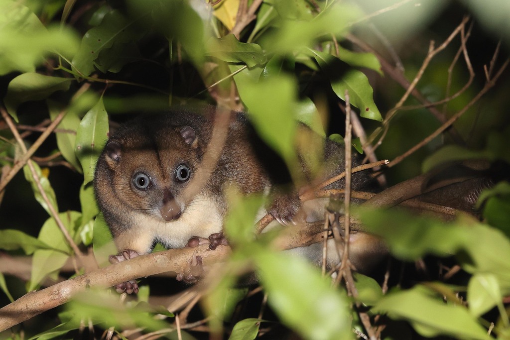 Blue-eyed Cuscus in November 2022 by Carlos N. G. Bocos · iNaturalist