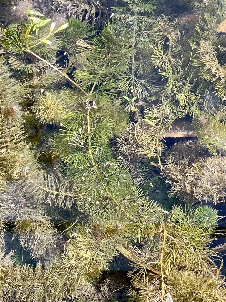Carolina Fanwort from Texas State University, San Marcos, TX, US on ...