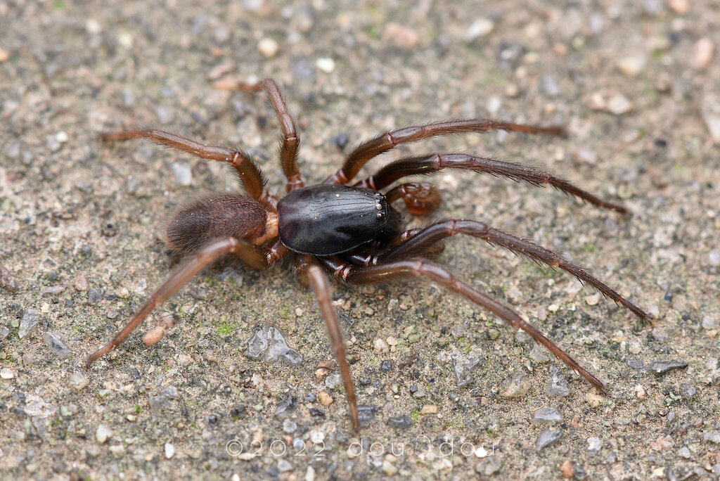 Ariadna lateralis from 中国江苏省南京市栖霞区南京大学仙林校区 on July 31, 2021 at 08:54 PM ...