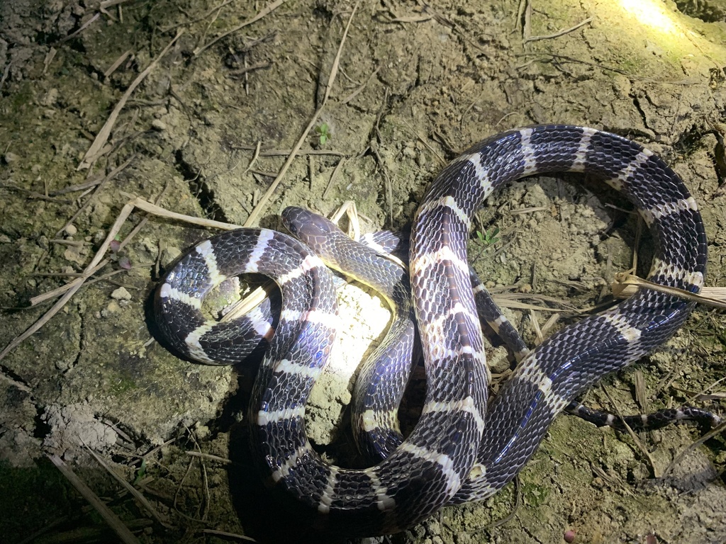 Many-banded Krait from 化州市, 茂名市, 广东省, CN on November 18, 2022 at 08:40 ...