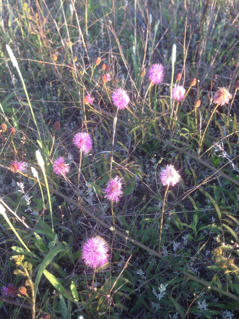 Catclaw Briar from 16380 FM 2964, Whitehouse, TX, US on May 28, 2018 at ...