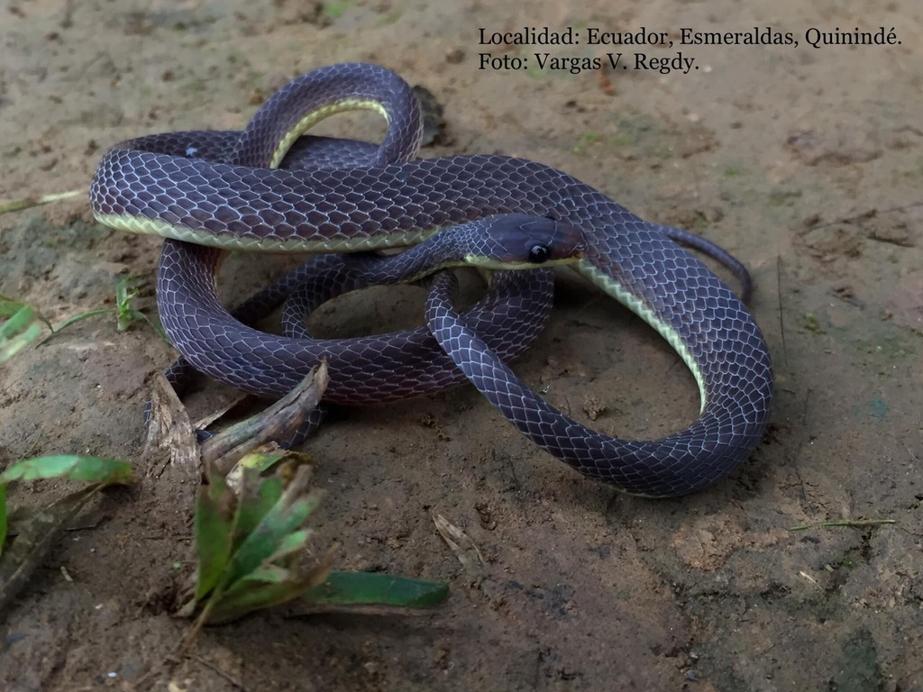 Two-colored Fishing Snake in December 2021 by Regdy Vera Vargas. Nombre ...